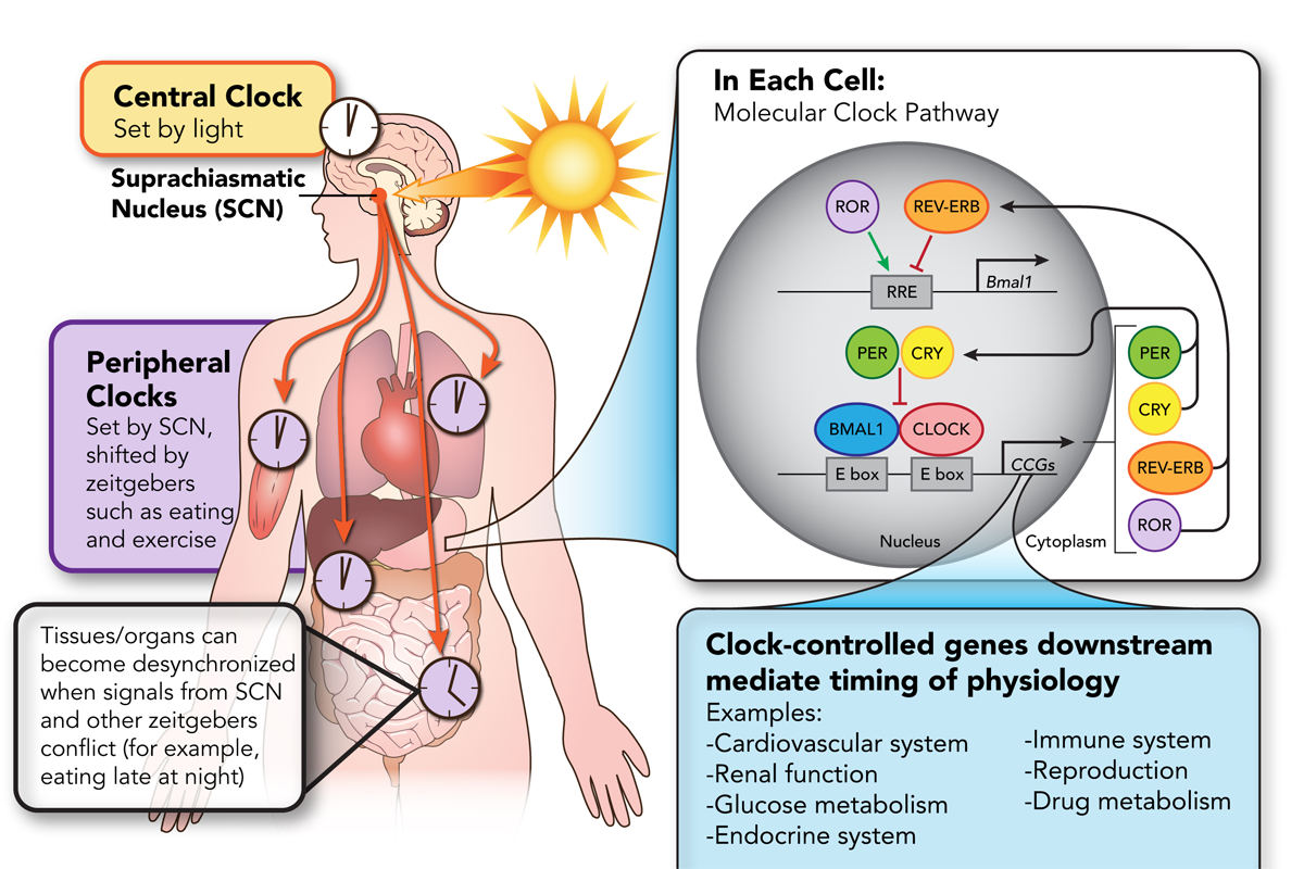 Scientific Illustration – Media Solutions – UW–Madison