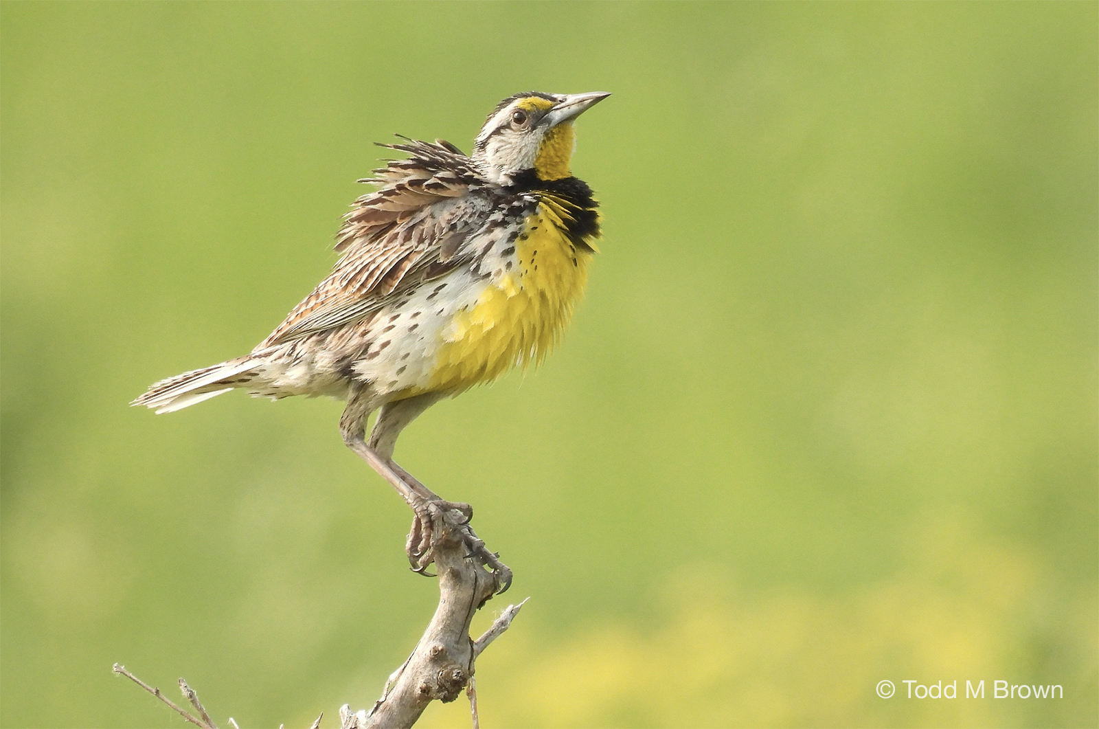 Environmental portraits…with wings! – Media Solutions – UW–Madison